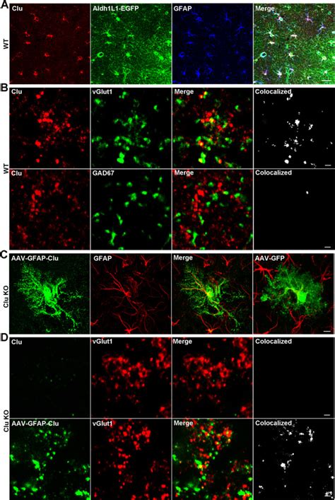 Clusterin Secreted From Astrocyte Promotes Excitatory Synaptic