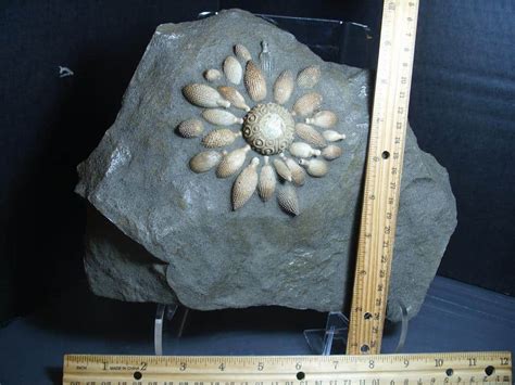 Rare Echinoid Fossil With Spines 012624g The Stones And Bones Collection