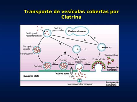 Ppt Clathrin Mediated Endocytosis Membrane Factors Pull The Trigger