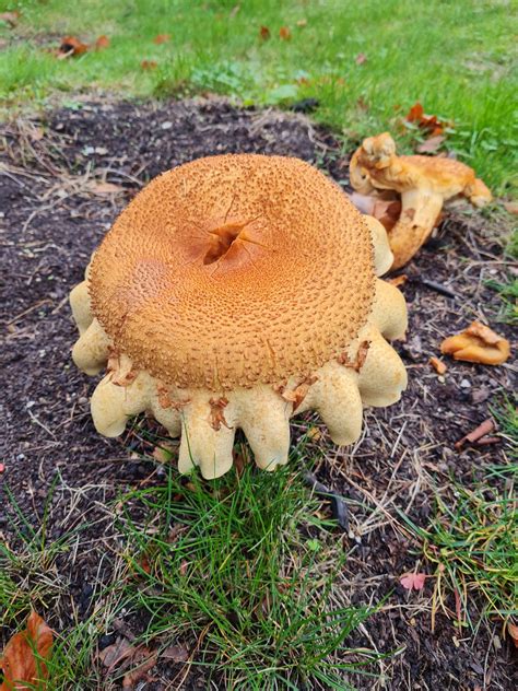 Great Lakes Fungi On Twitter RT Justine77580845 Hbriggs I Ve