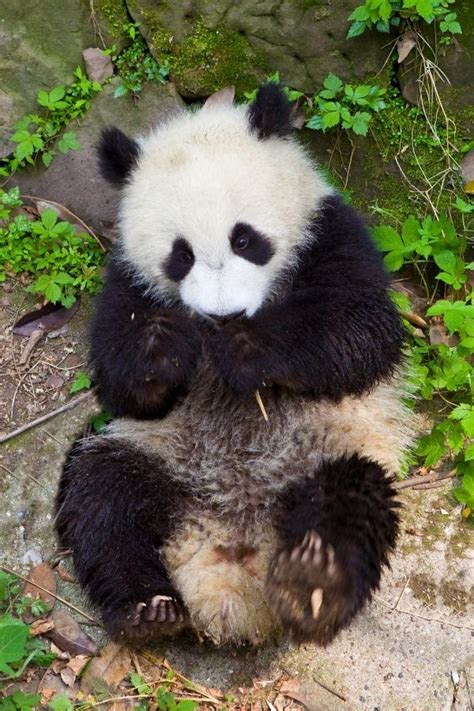 Ultimate Panda Quiz Questions And Answers 2025 Quiz