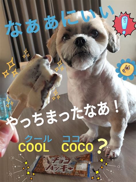 【ふるさと納税】 【シャトレーゼ】 チョコバッキー バニラ 詰合せ 36本入り アイス チョコ好き おすすめ 人気 贈り物 ギフト 夏 休み