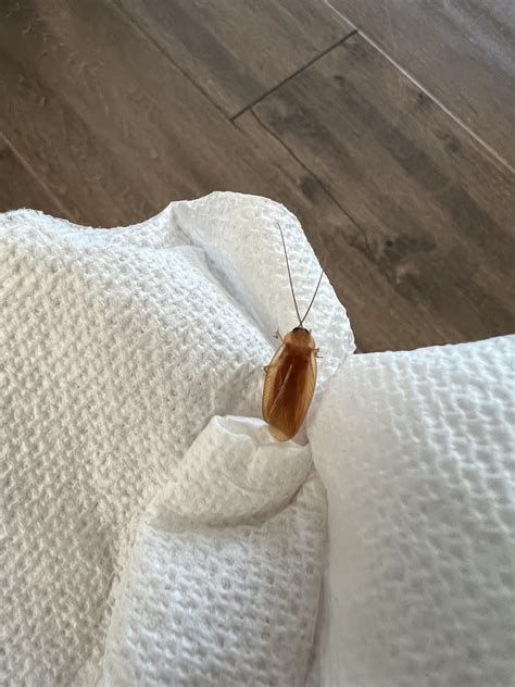 Best R Bugidentification Images On Pholder My Gf Said This Fell Out When Scratching Her