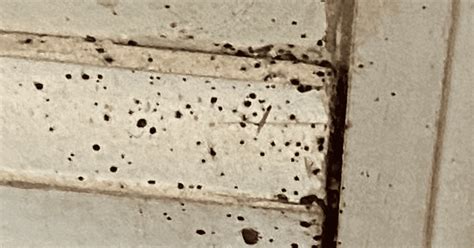What Are Some Bugs That Leave Black Spots On Walls 7 Ideas