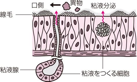 咳嗽がいそう 咳痰に関するQA 看護roo カンゴルー
