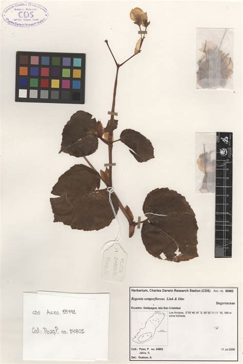 Begonia Semperflorens