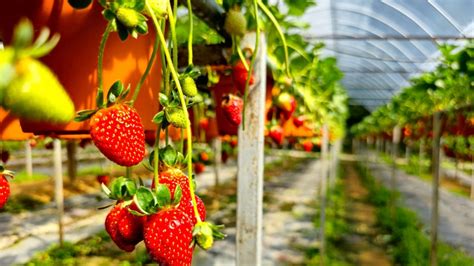 An Ultimate Guide To Visit Cameron Highlands Flora Park Malaysia 2024