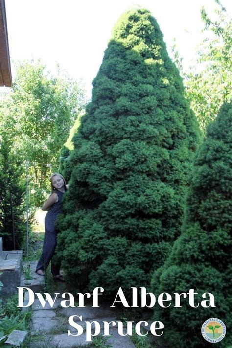 Dwarf Alberta Spruce Care Guide Artofit