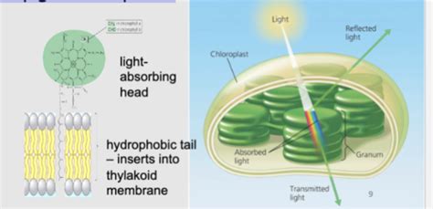 Photosynthesis Flashcards Quizlet