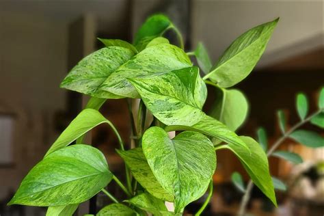 How To Grow And Care For Jessenia Pothos Trimmed Roots