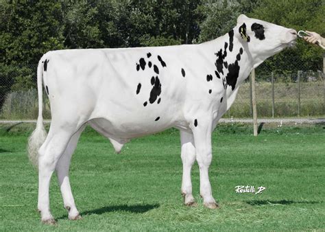 Compas — Intermizoo