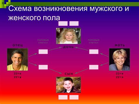 Презентация Генетика пола 8 класс по биологии скачать проект
