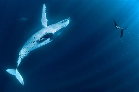 Whale Communication George Karbus Photography