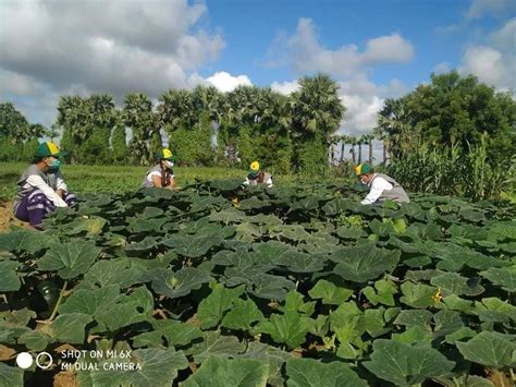 မုံရွာခရိုင် ချောင်းဦးမြို့နယ်တွင် ဟင်းသီးဟင်းရွက် နှင့် မိုးစပါး ကိုဗစ် ၁၉ စီးပွားရေး ကုစားမှု