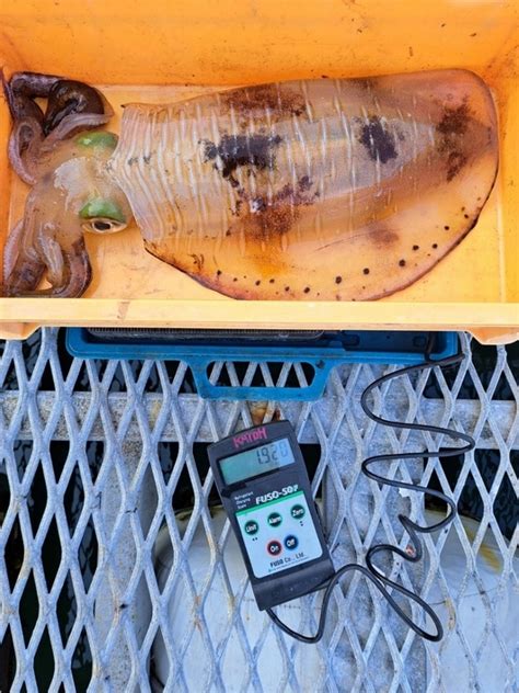 34（月）南伊勢の五ケ所湾のティップランの釣果速報 【龍紀丸】三重県南伊勢の釣り船・遊漁船