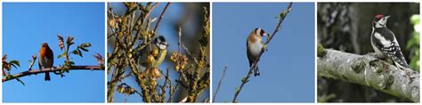 The Big Garden Birdwatch Eco Action Wam
