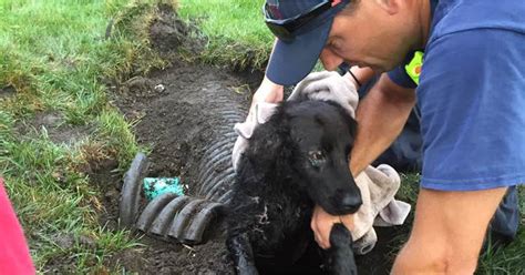 Dog Rescued From Storm Drain Popsugar Pets