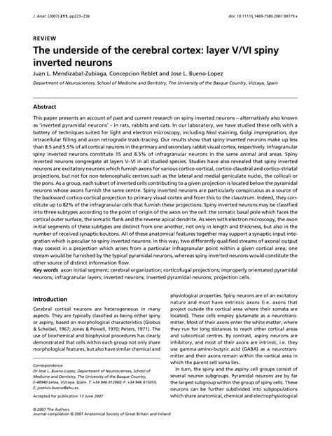 Pdf The Underside Of The Cerebral Cortex Layer V Vi Spiny Inverted