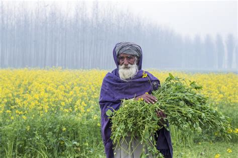 Sustainable Agriculture Punjab Needs Policies To Support Crop