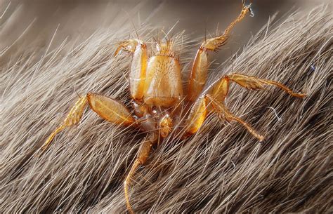 Wildlife Photographer Of The Year The Curious Case Of Parasitic Bat