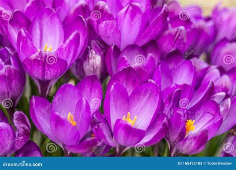 A Composition Of Crocus Plural Crocuses Or Croci Stock Image Image