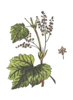 Ревень тангутский — Rheum palmatum L. var. tanguticum Maxim. ex Balf.