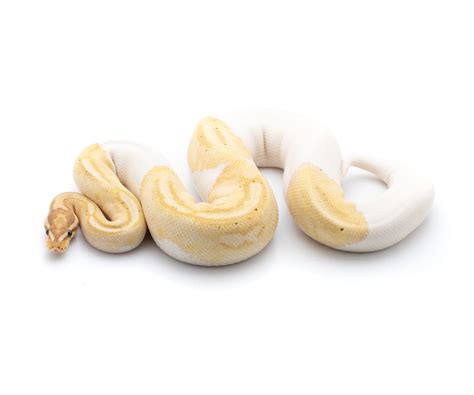 Banana Pied Ball Python by Custom Scales - MorphMarket