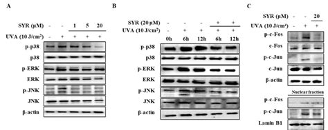 Effect Of Syr On The Total And Phosphorylated P Protein Levels Of