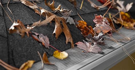 How Does A Leaf Exterminator Works Green Wave Pest Solutions