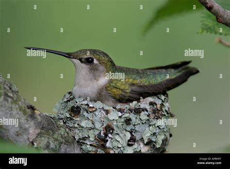 Bee Hummingbird Chick