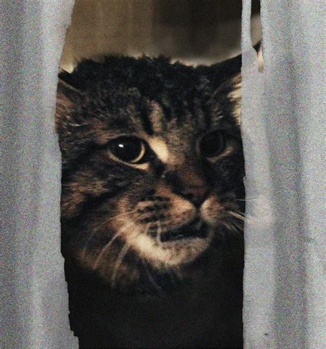 4 Famous Film Scenes With Kittens
