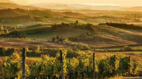 Chianti Classico Wine And Oil Road