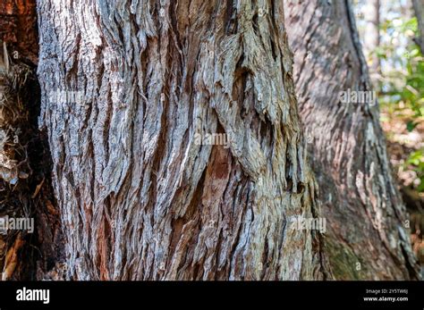 Tree Bark Texture Tree Trunk Blackbutt Eucalyptus Pilularis