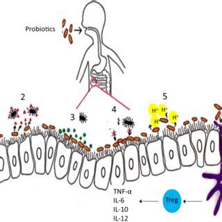 A Schematic Diagram Showing The Potential Mechanisms Of Probiotics In