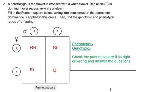 Solved 2 A Heterozygous Red Flower Is Crossed With A White
