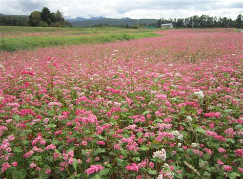 赤蕎麦の花 2013年10月10日11 43 蓼科高原 Poran111 Flickr