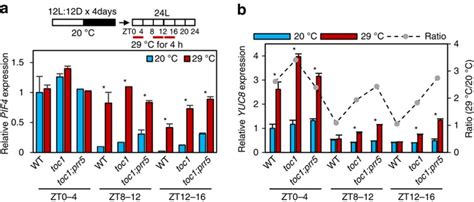 Toc1 Pif4 Interaction Mediates The Circadian Gating Of Thermoresponsive Growth In Arabidopsis Pmc