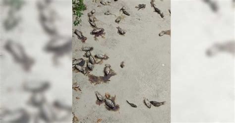 又是偷排汙水？高雄大寮排水溝疑遭汙染 大量魚鴨死亡臭味狂飄 社會 Ctwant