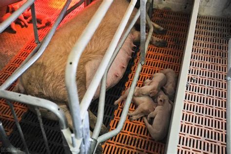 小猪、母猪、公猪各阶段体温大全，超详细，养猪人请收藏备用！ 知乎
