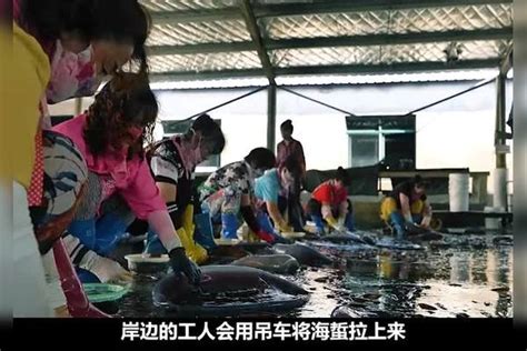 桶里是海蜇头后面的海蜇皮也是腌过的泡水是泡掉盐份然后凉拌 海蜇皮 海蜇头