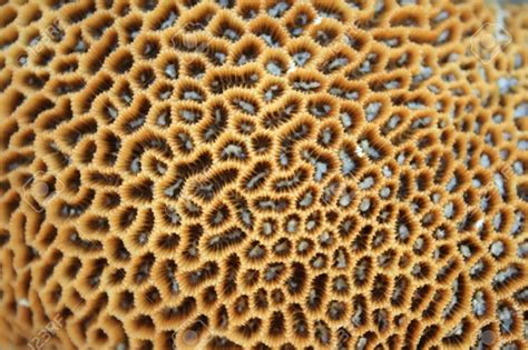 Under A Microscope Even Familiar Things Look Beautifully Weird Artofit