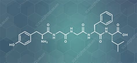 Leu Enkephalin Endogenous Opioid Peptide Illustration Stock Image