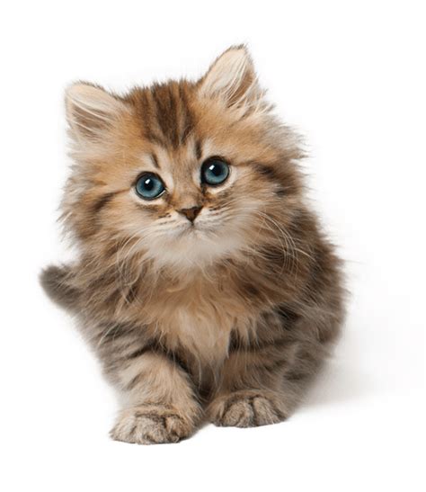 Lindo Gato 3d Png Dibujos 3d Dibujos Gato Dibujos Felino Png Imagen