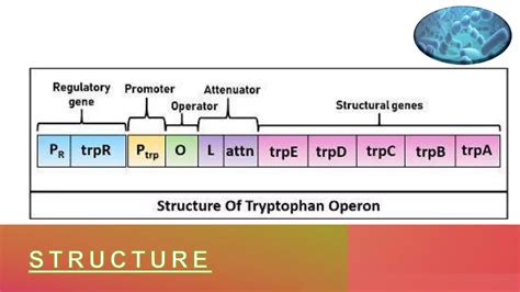 Ambe 101 Lec 9 Trp Operon Ppt