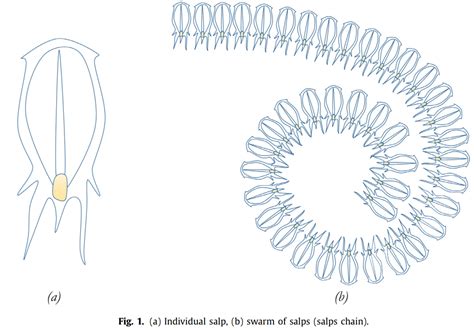 智能优化算法（源码） 樽海鞘优化算法salp Swarm Algorithmssa樽海鞘算法 Csdn博客