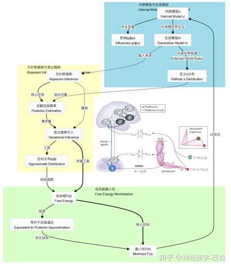 【自由能系列（中级）】自由能原理与认知神经科学 ——从贝叶斯推断到大脑运作的桥梁 知乎