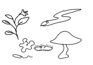 How To Draw An Ecosystem Step By Step Rocha Noreed48