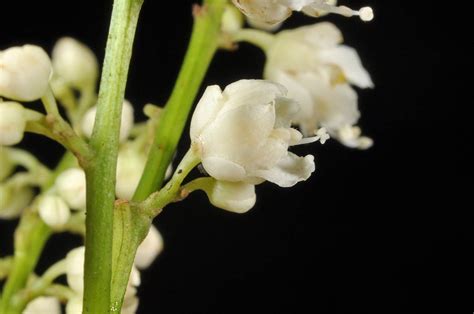 Guioa Koelreuteria Sapindaceae