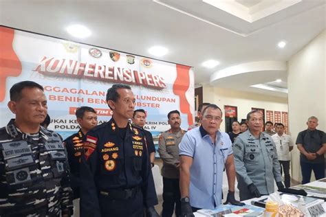 INP Use IT To Track Lobster Seeds Smugglers INP Indonesian National Police