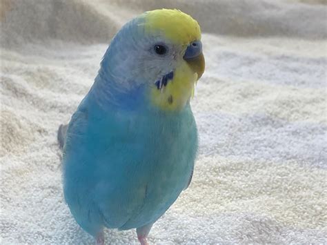 水色 セキセイインコが迷子になってしまいました